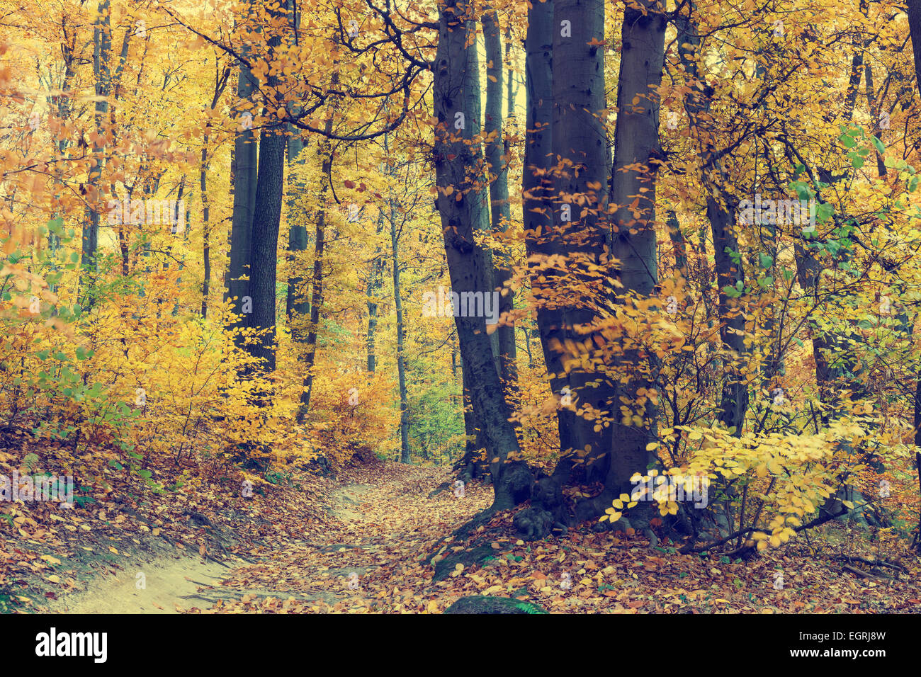 Colorful autumn trees in forest, vintage look Stock Photo - Alamy