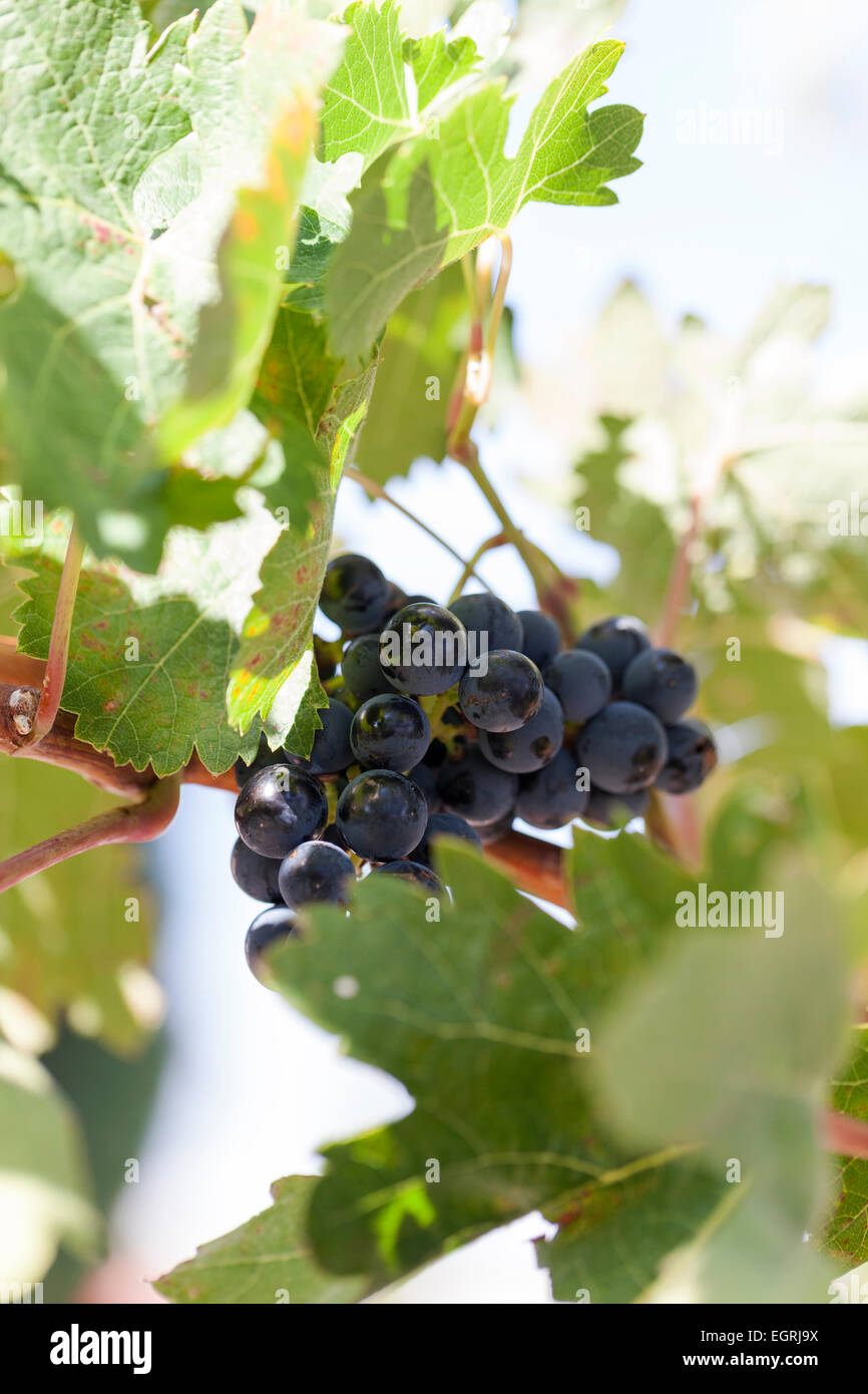 Tempranillo grapes hi-res stock photography and images - Alamy