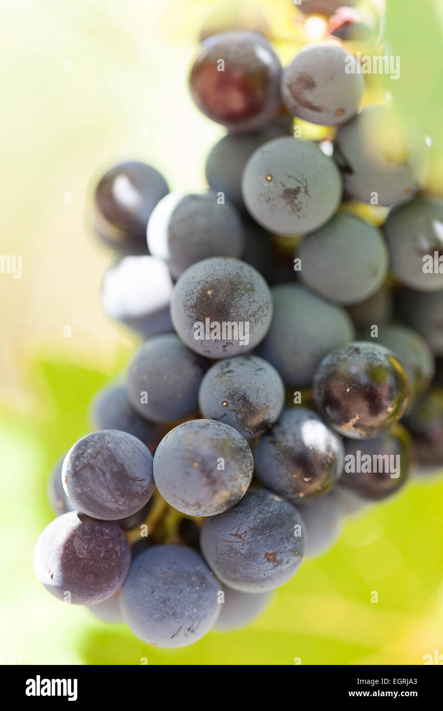 Grapes : Garnacha Stock Photo - Alamy