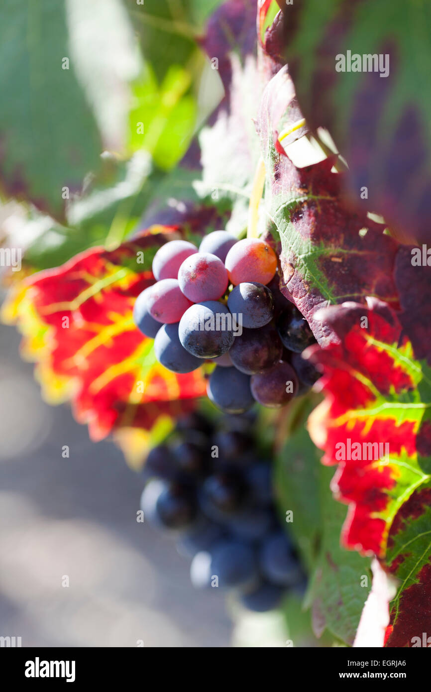 Grapes : Mazuelo Stock Photo - Alamy