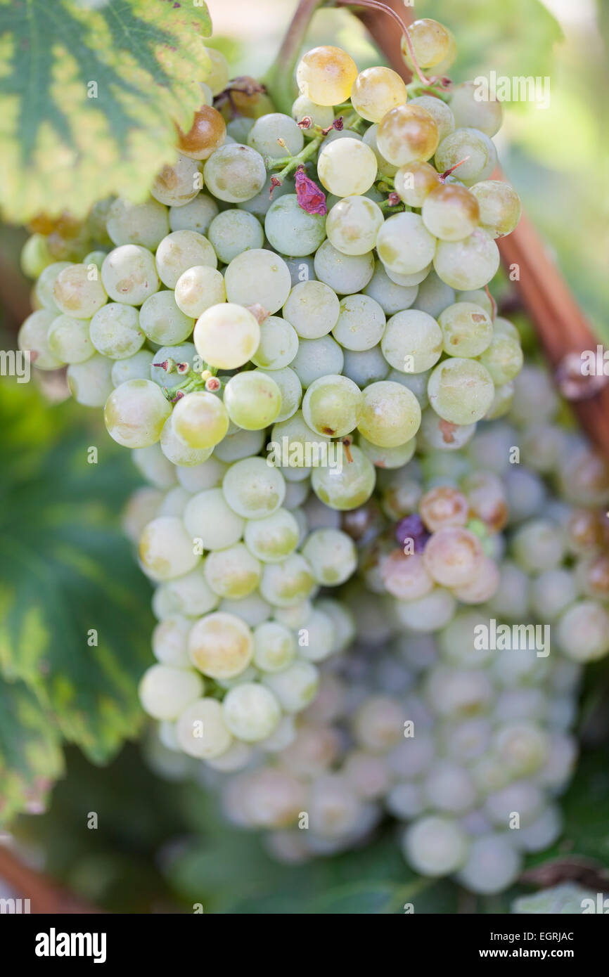 Grapes : Viura Stock Photo - Alamy
