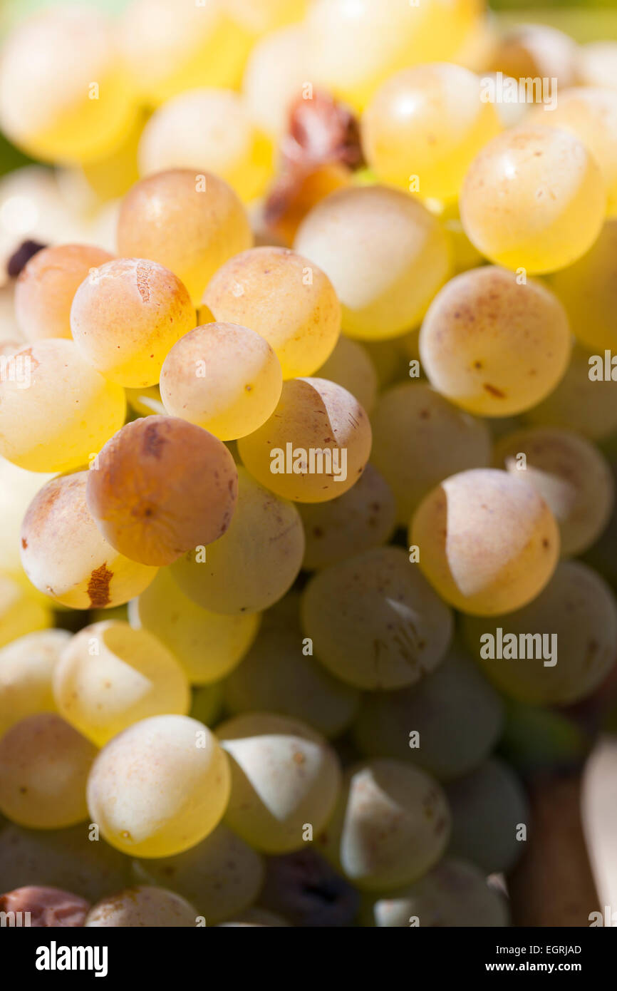 Grapes : Viura Stock Photo - Alamy