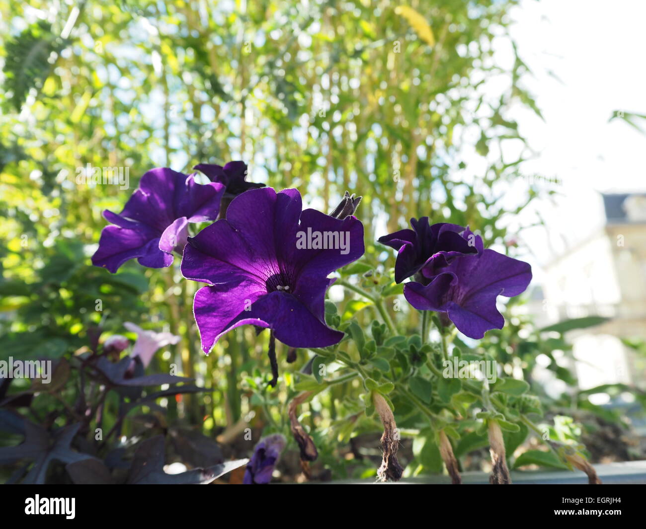 flower, tree , flowering, spring , Evreux , Haute-Normandie , Normandy ...