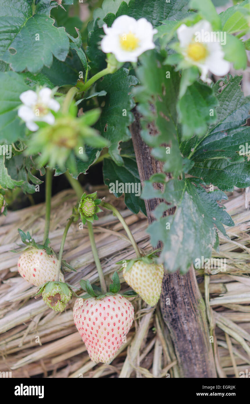 Strawberry plants already ripe to harvest Stock Photo - Alamy