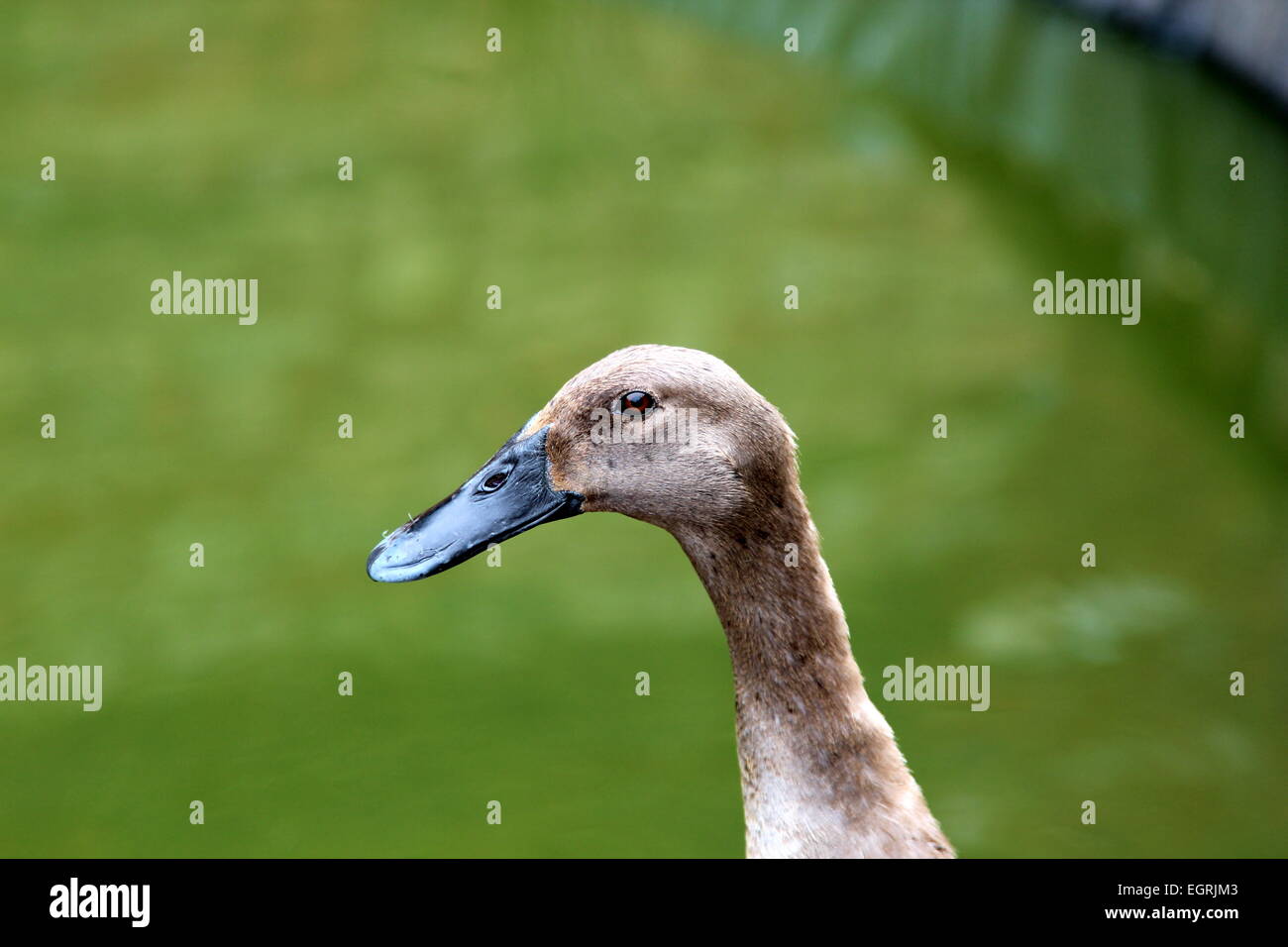 Head shot of a young goose Stock Photo - Alamy