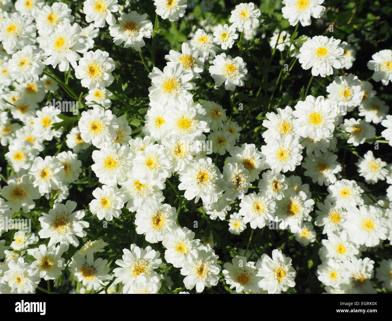 flower, tree , flowering, spring , Evreux , Haute-Normandie , Normandy ...