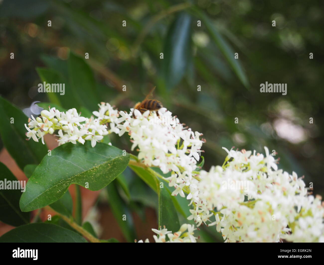 flower, tree , flowering, spring , Evreux , Haute-Normandie , Normandy ...