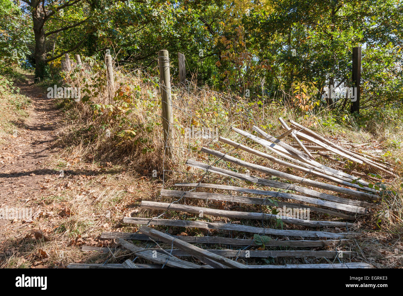 Vandalised and damaged fencing on a path through woodland, Colwick ...