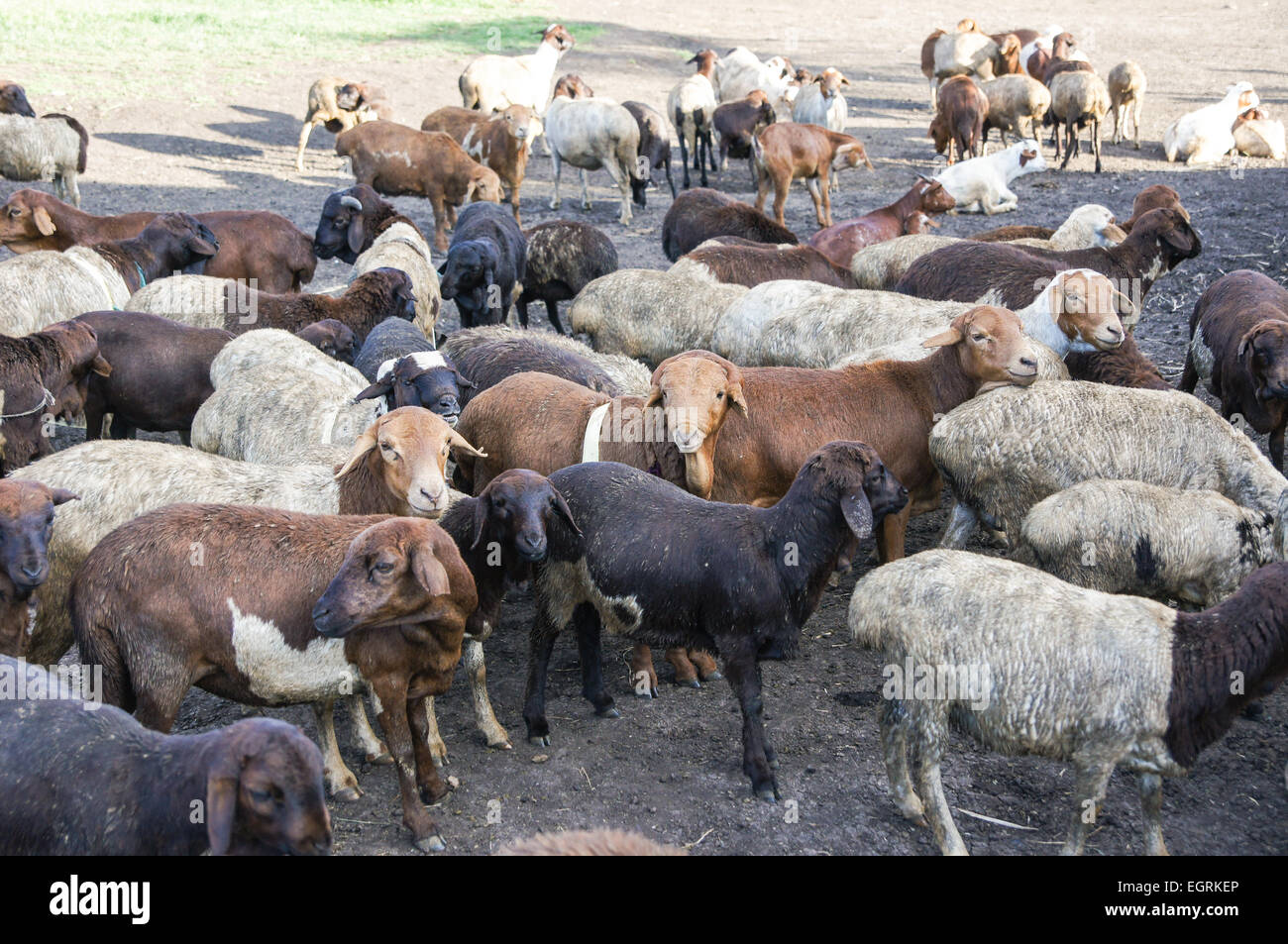 Mbuzi Goat High Resolution Stock Photography and Images - Alamy