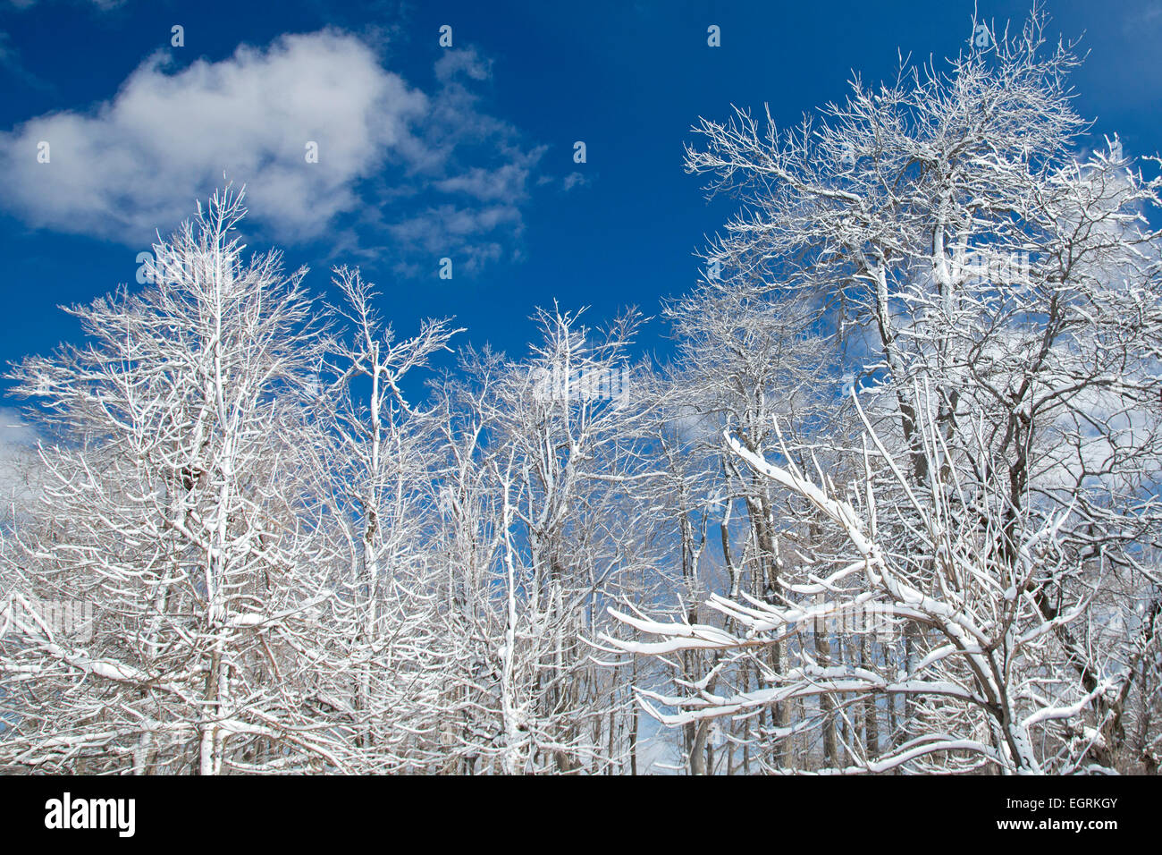 Niagara Falls, New York - Trees in Niagara Falls State Park coated with ...