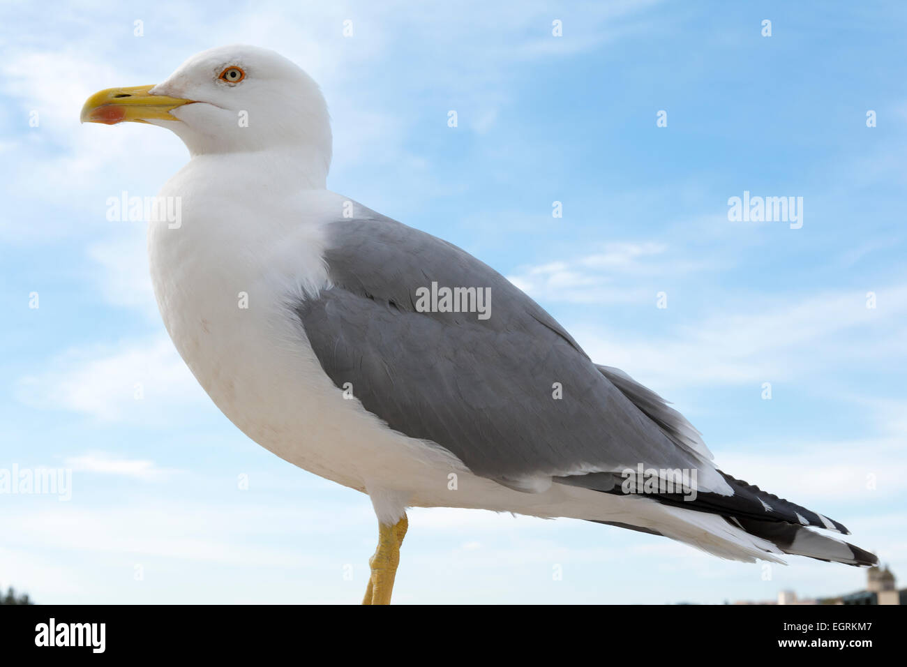 Seabird standing hi-res stock photography and images - Alamy