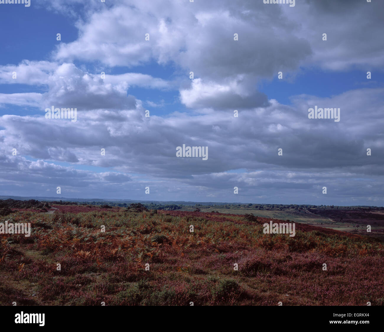 View across sandy heathland Hampton Ridge between Fritham and Frogham ...