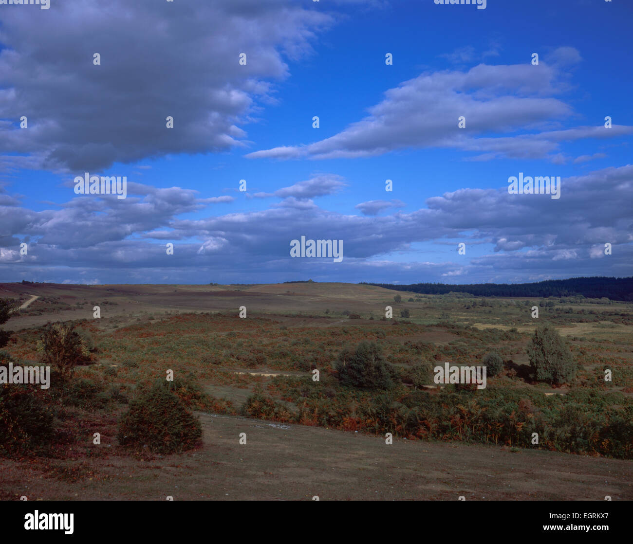 View across sandy heathland Hampton Ridge between Fritham and Frogham ...