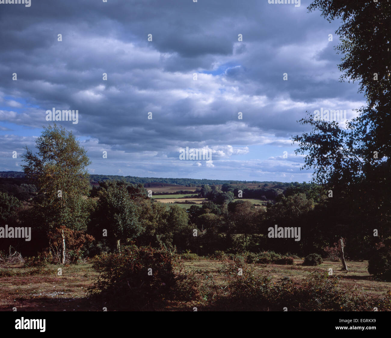 View across sandy heathland Hampton Ridge between Fritham and Frogham ...