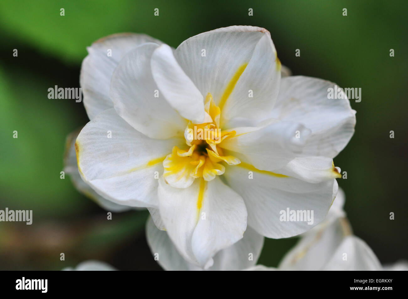 Paper narcissus hi-res stock photography and images - Alamy