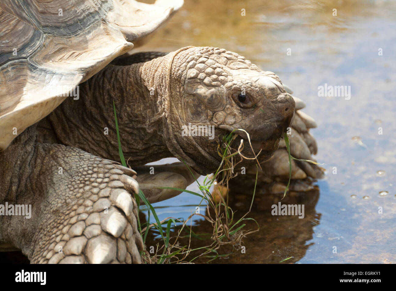 Giant tortoise face close up at Norwich Dinosaur Park Stock Photo - Alamy