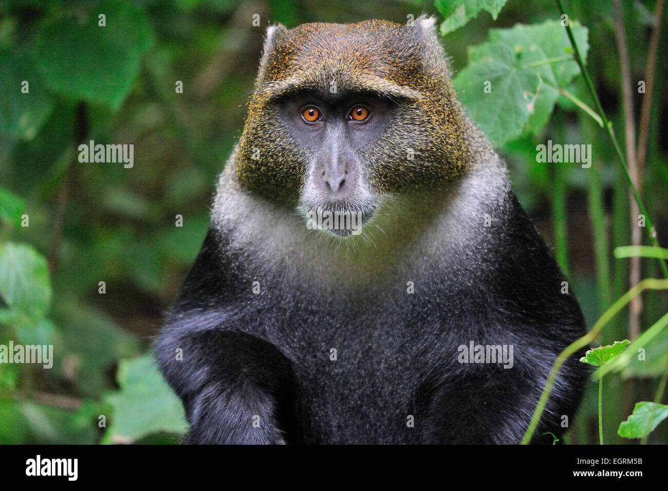 Silver monkey hi-res stock photography and images - Alamy