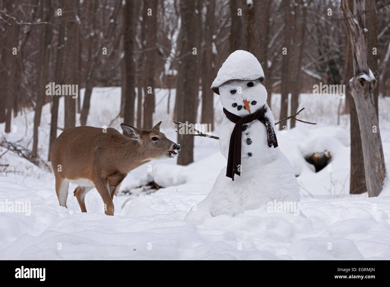 Suburban wildlife hi-res stock photography and images - Alamy
