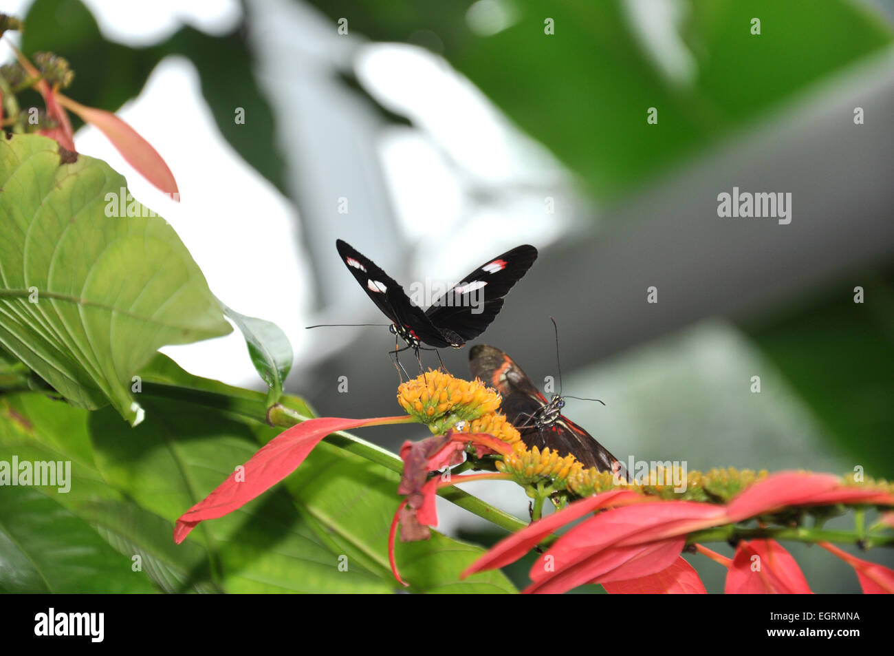 A closeup of a Doris Longwing Butterfly (Heliconius Doris) getting ...