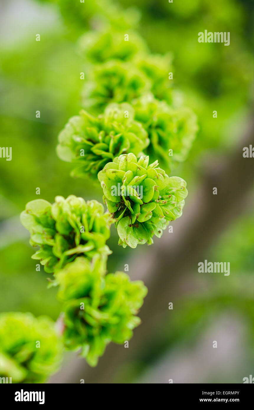 Green leaves on branch hi-res stock photography and images - Alamy