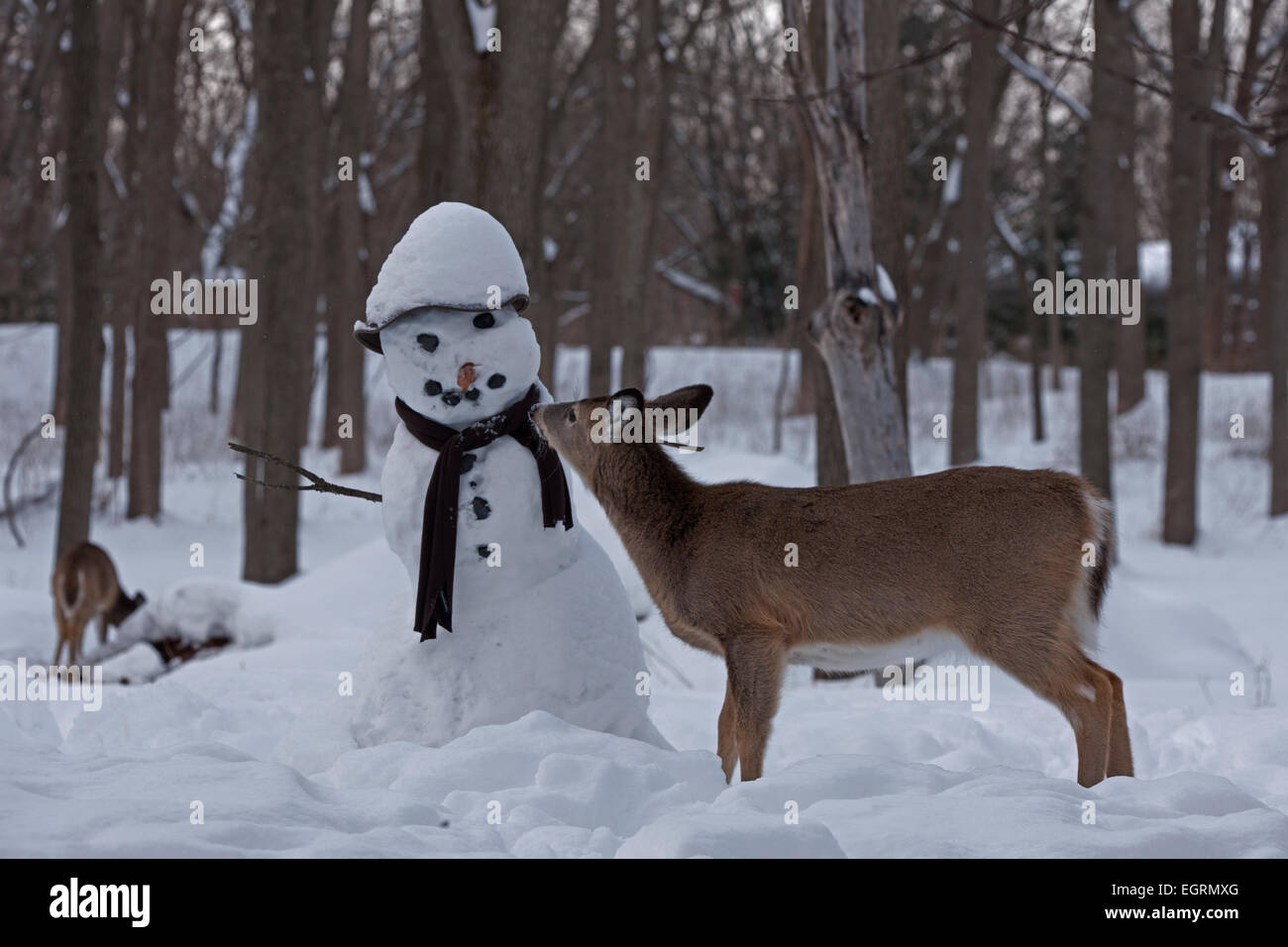 White-tailed deer (Odocoileus virginianus), investigating snowman, New ...