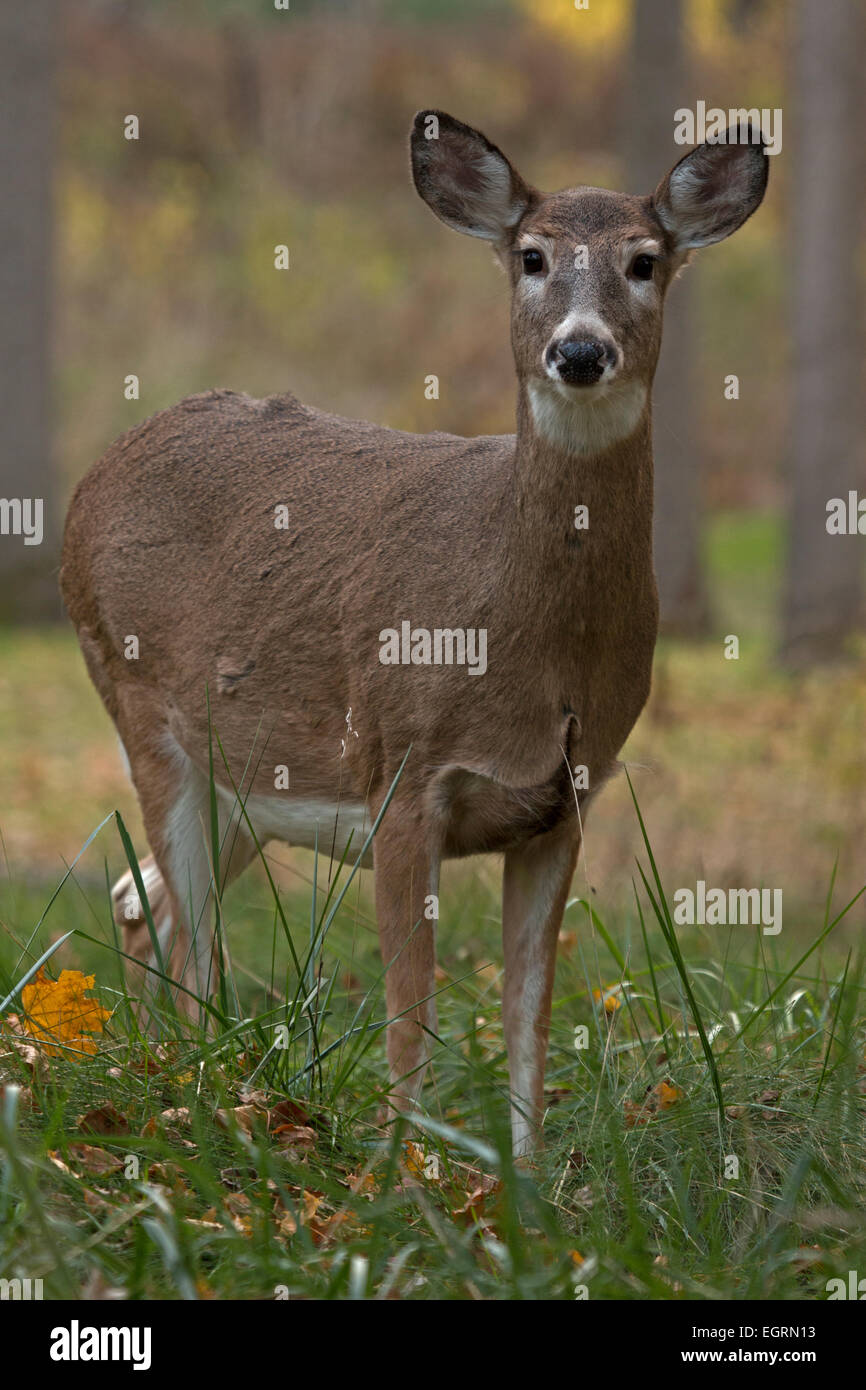 white-tailed deer, Odocoileus virginianus, New York, doe or female ...