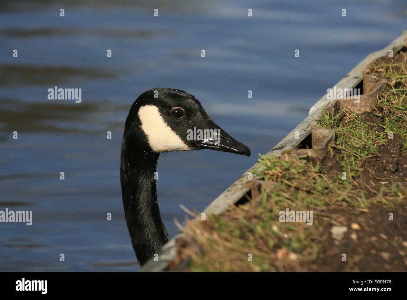 Canadian goose on the Grand Union Canal Stock Photo - Alamy