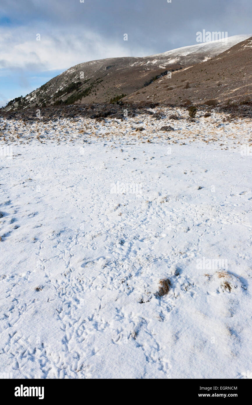 Black grouse Lyrurus tetrix, lek site, footprints in the snow, Ryvoan ...