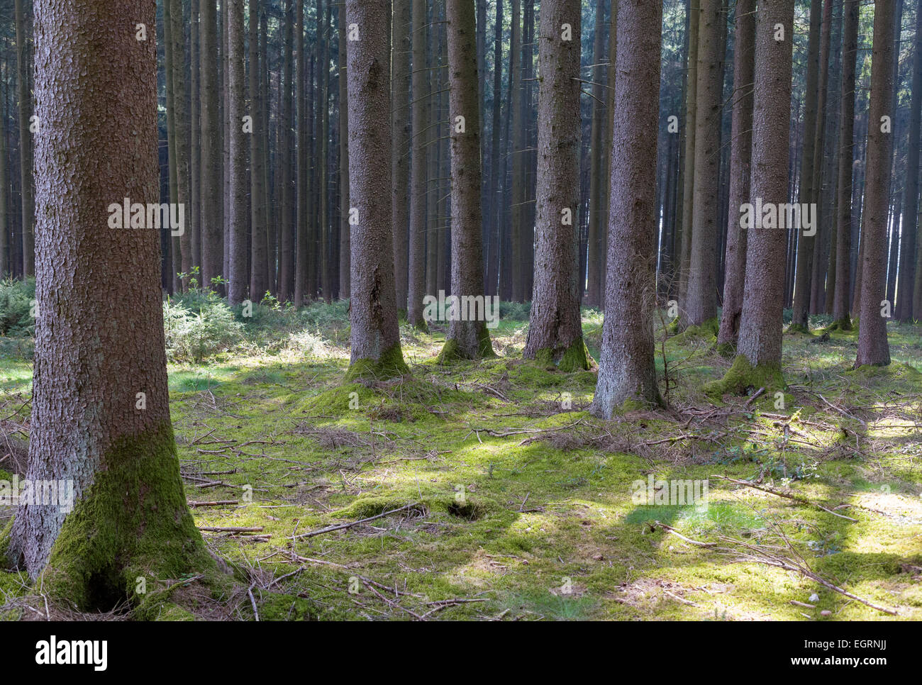 Forest in Spring with Many Trees Stock Photo - Alamy