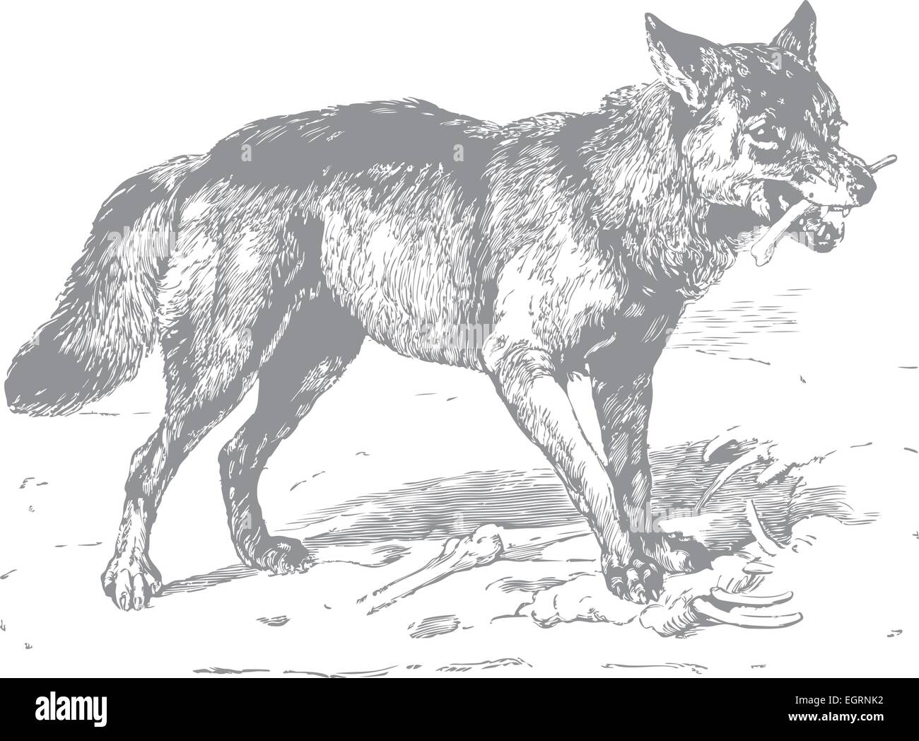 An hand drawn illustration - the wolf Stock Vector Image & Art - Alamy