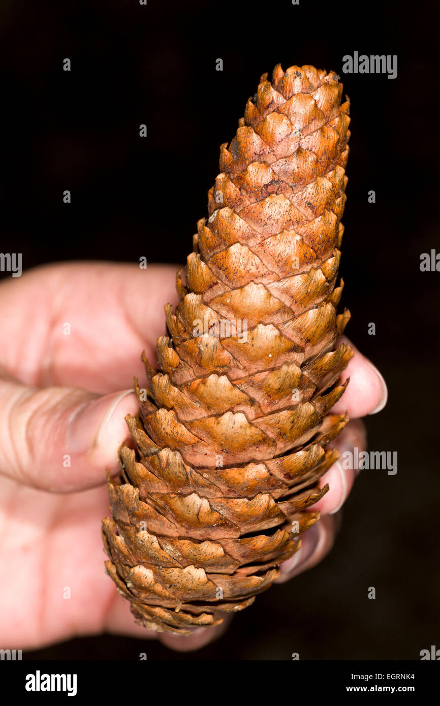 Female Hand Holding Pine Cone on Black Background Stock Photo - Alamy