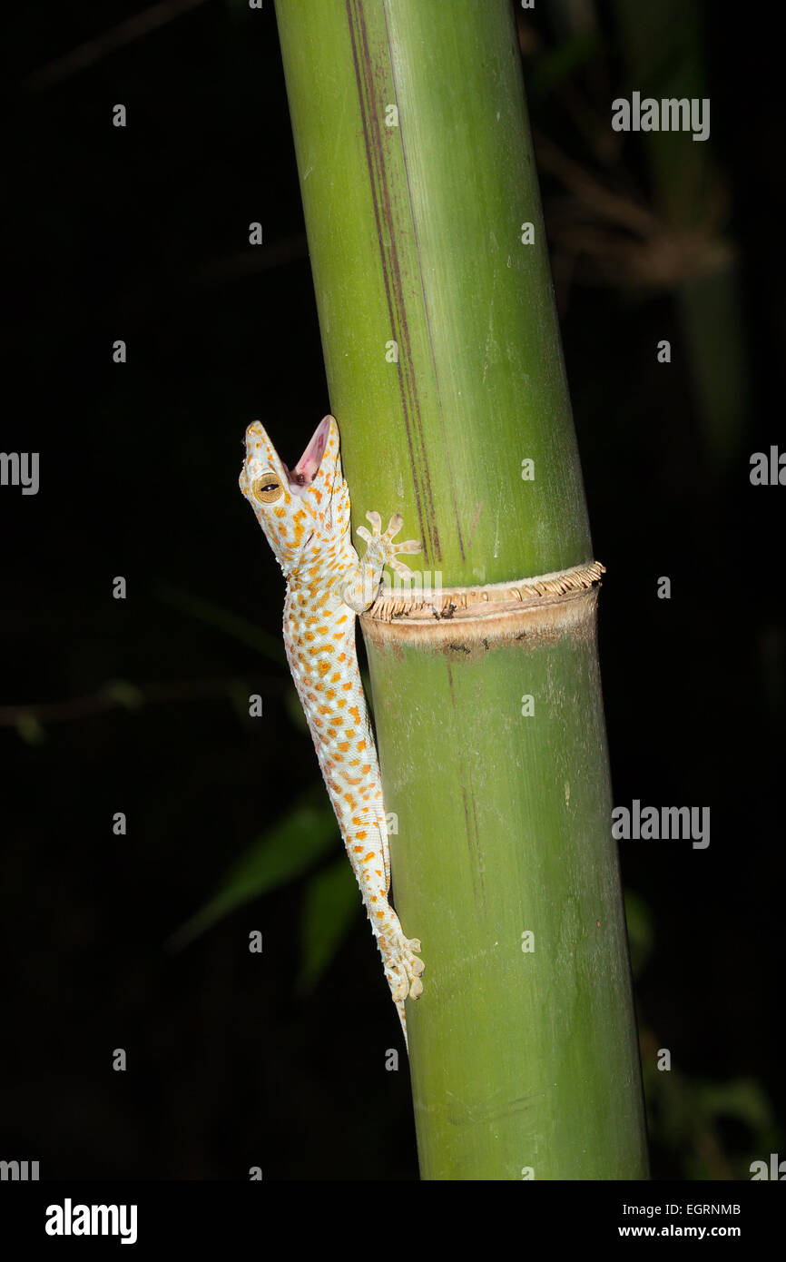 Gekko gecko hi-res stock photography and images - Alamy