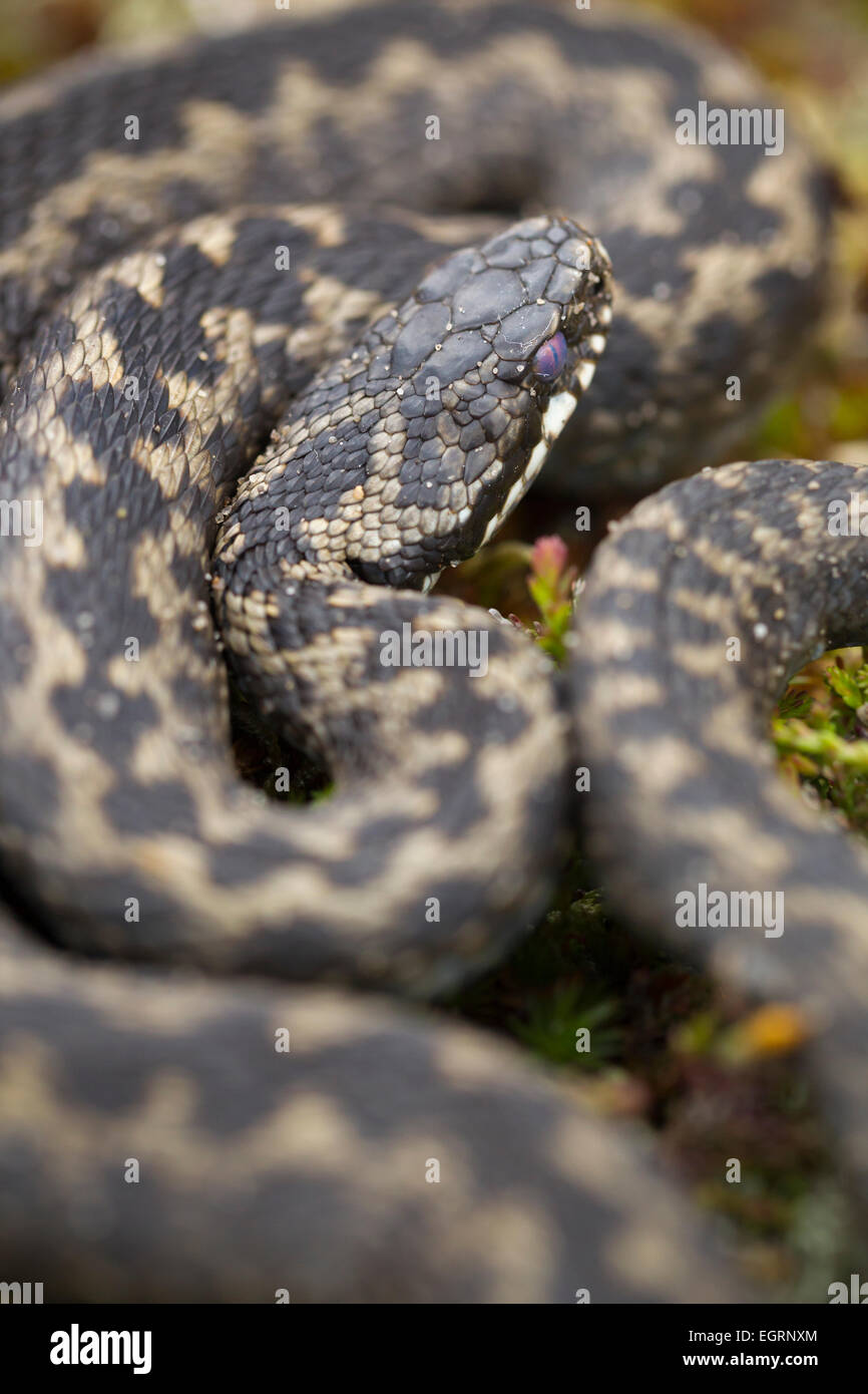 Common adder Vipera berus (controlled conditions), adult male, coiled ...