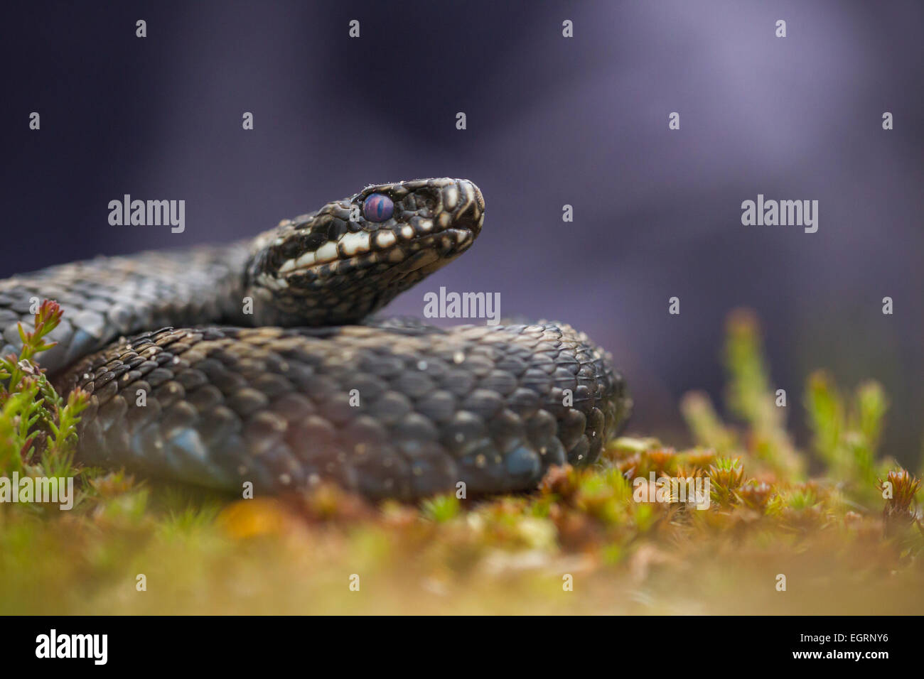 Common adder Vipera berus (controlled conditions), adult male, coiled ...