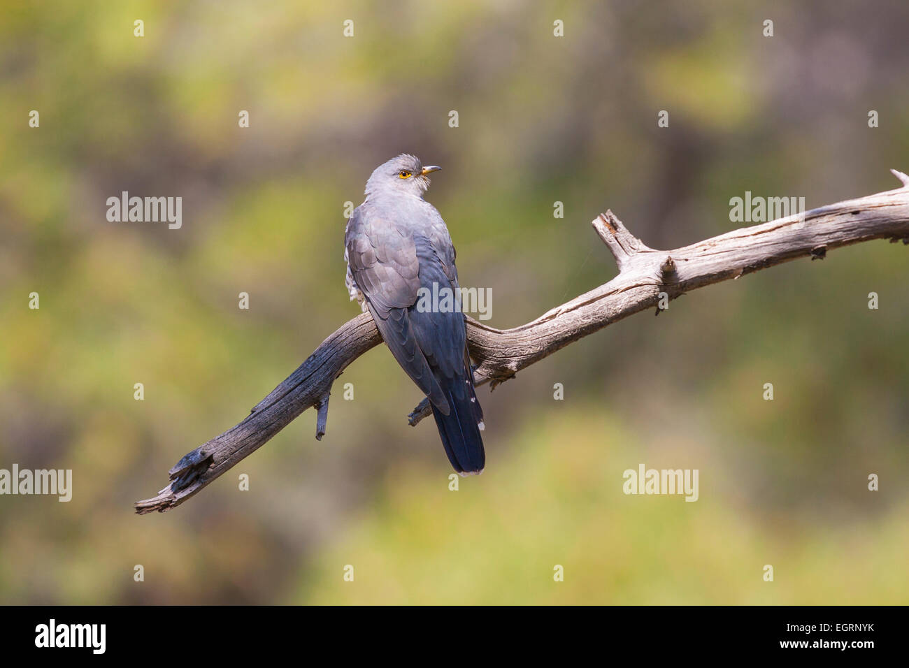 Common cuckoo cuculus canorus hi-res stock photography and images - Alamy