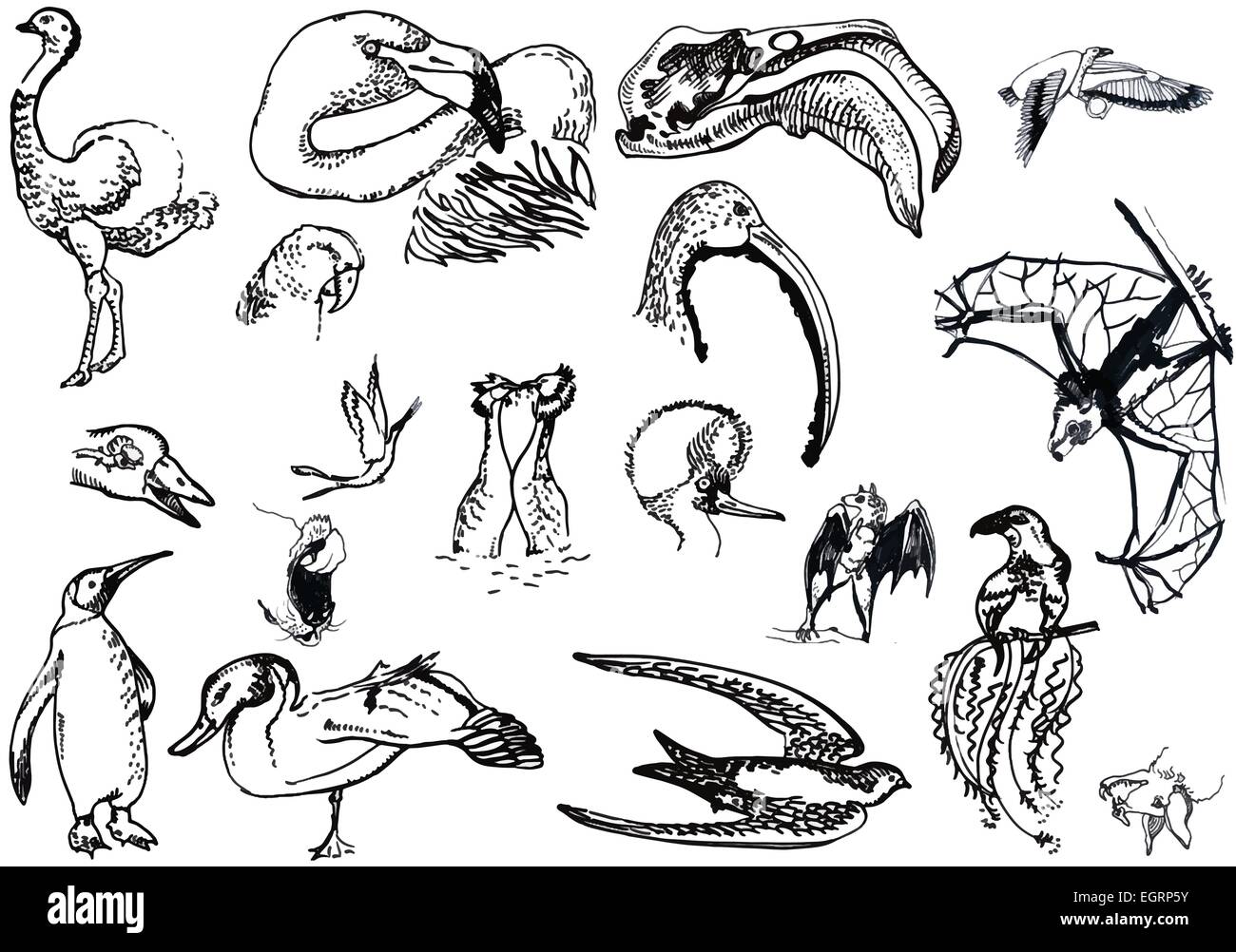 An hand drawn illustration - birds (drawing marker Stock Vector Image ...