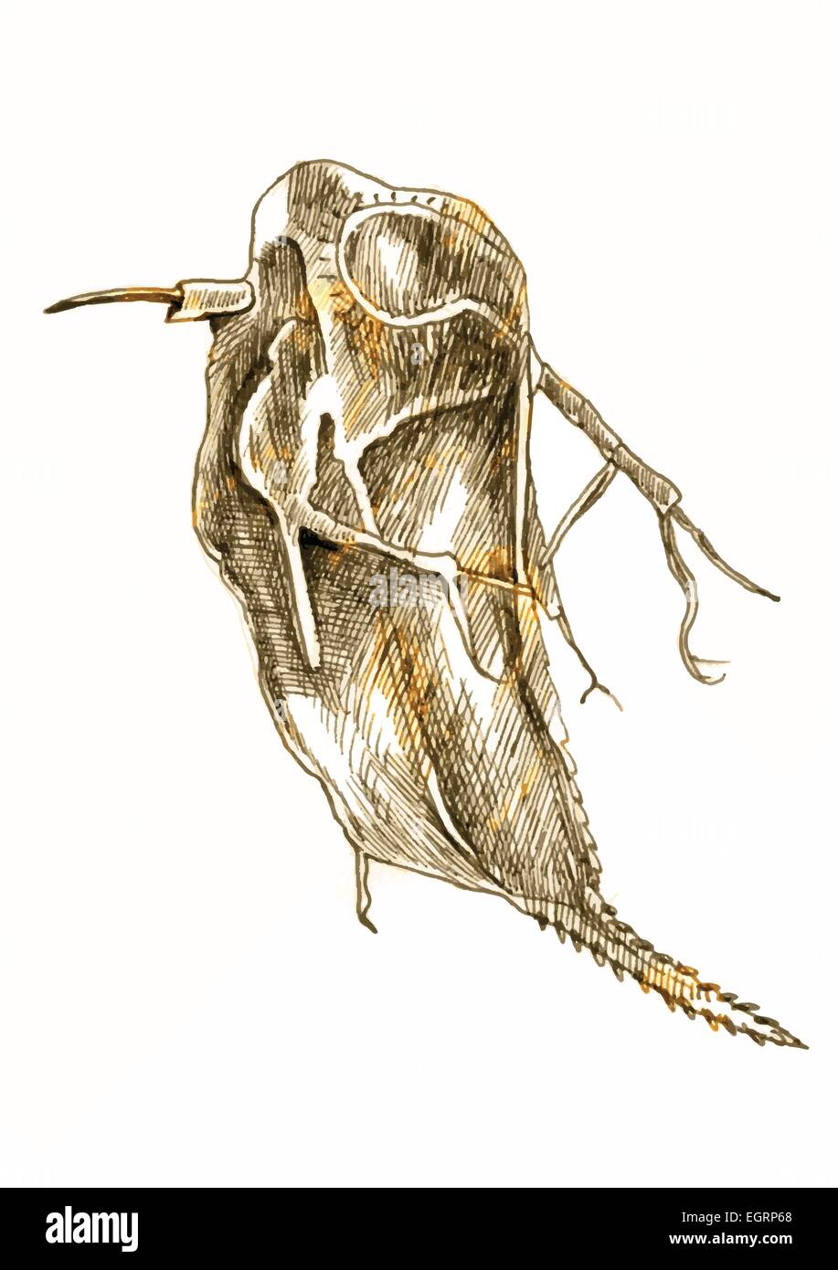 An hand drawn illustration - daphnia Stock Vector Image & Art - Alamy