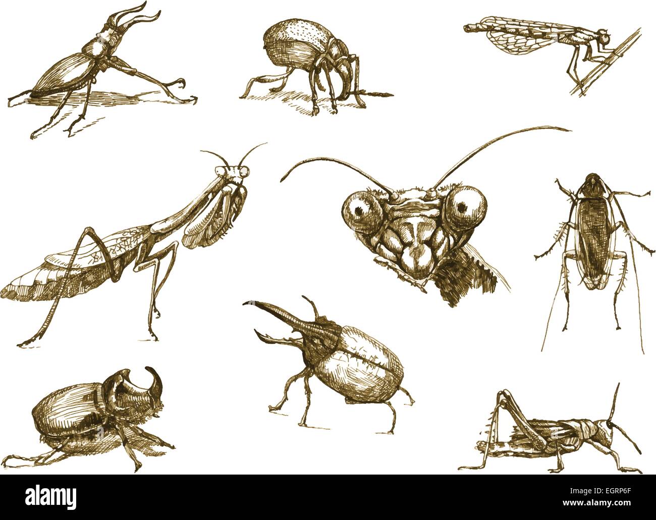 An hand drawn illustrations - insect collection Stock Vector Image ...