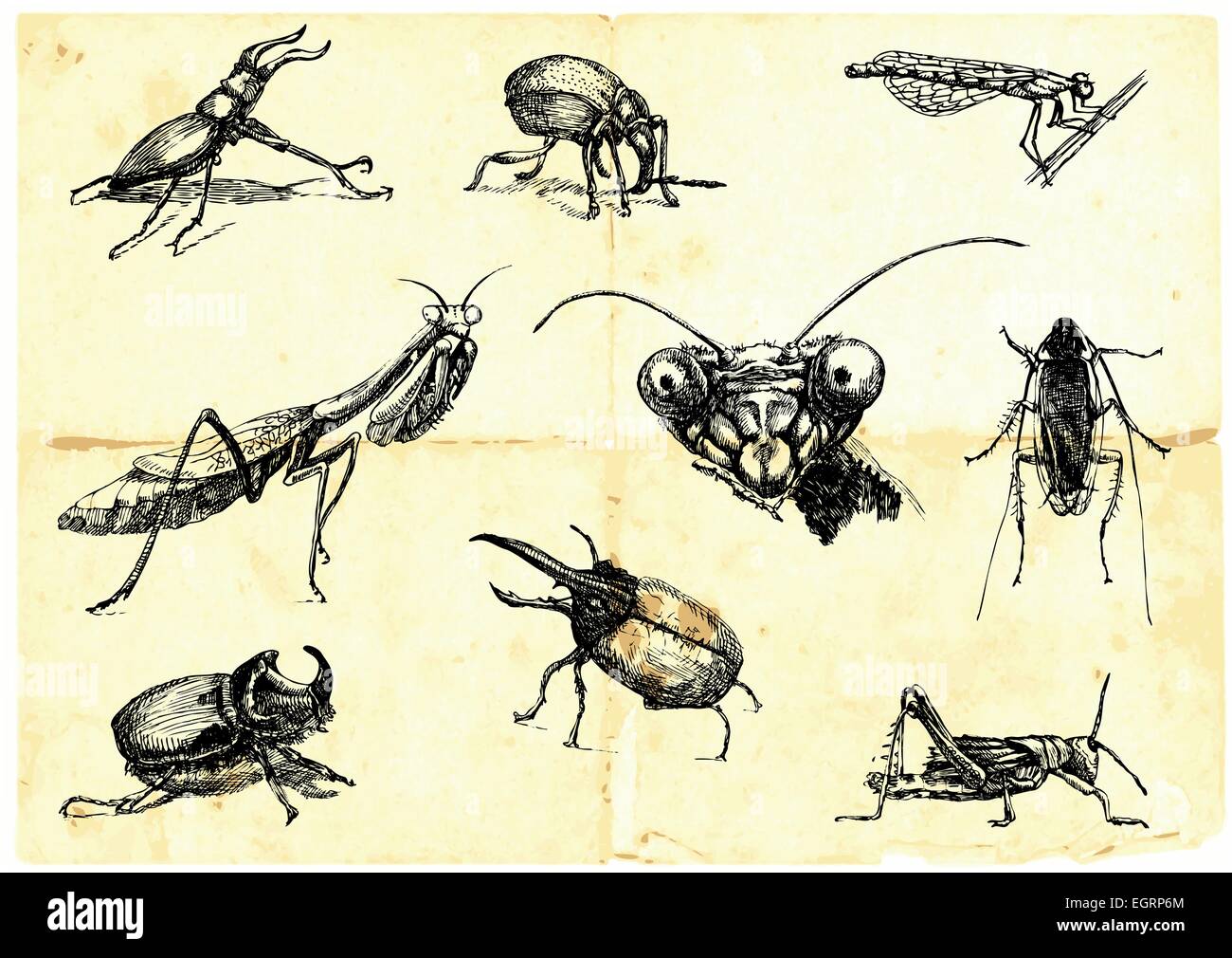 Hand-drawn collection. Beetles and insects. (Black line on the old ...