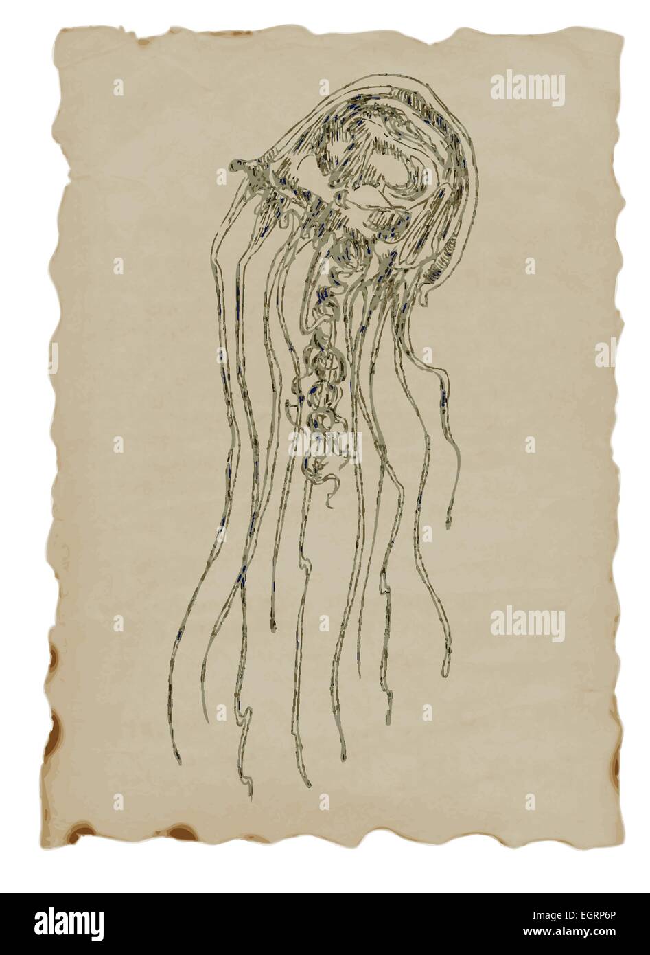 Jellyfish vector hand drawn Stock Vector Images - Alamy