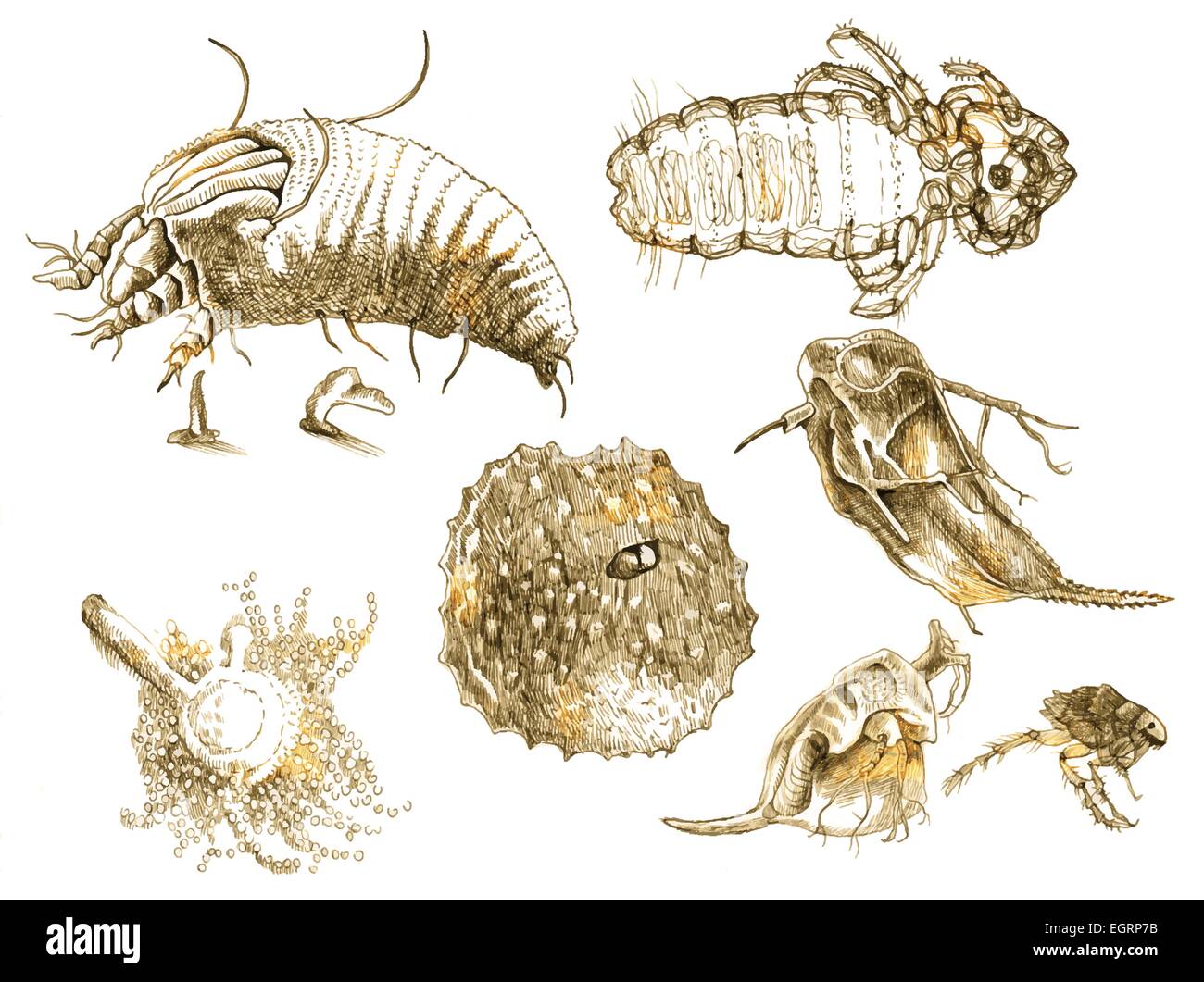 An hand drawn illustration - microorganisms collection Stock Vector ...