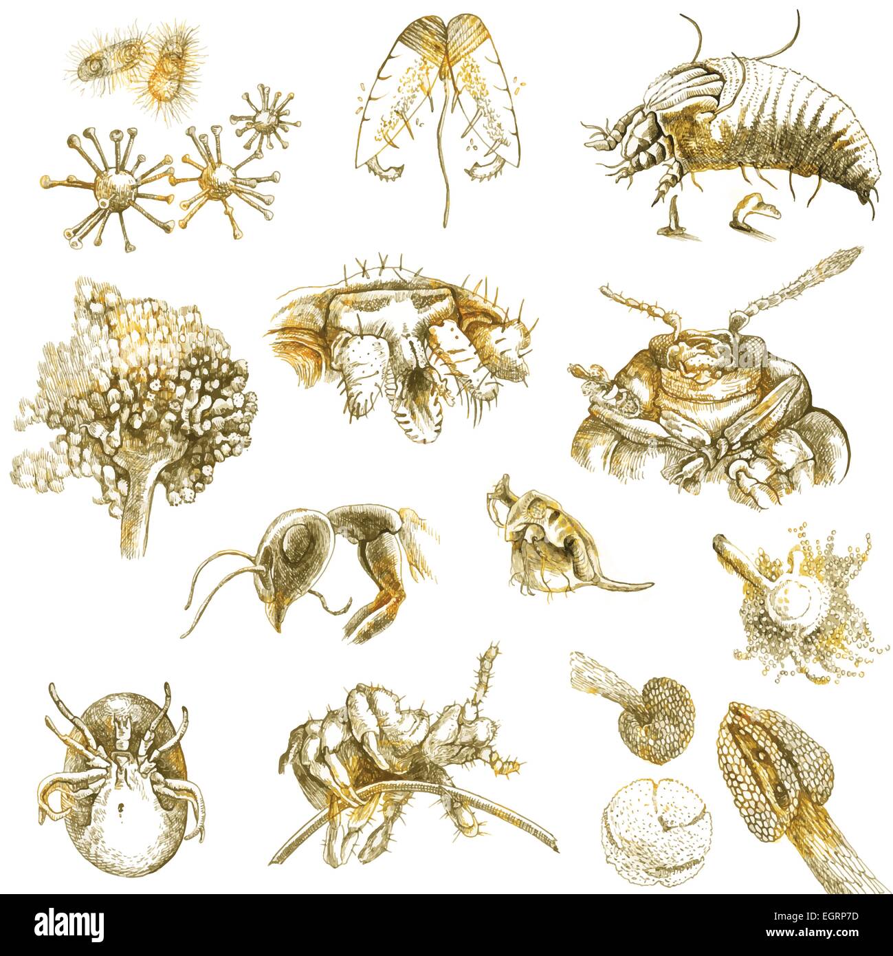 An hand drawn illustration - microorganisms collection Stock Vector ...