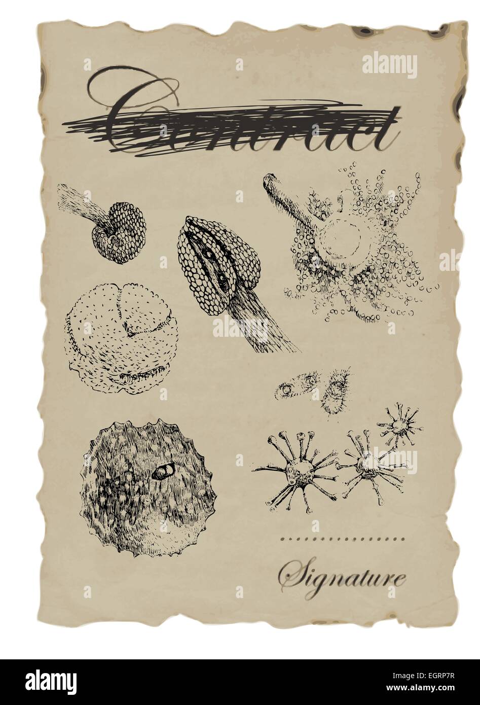 Hand drawn illustration microorganisms collection hi-res stock ...