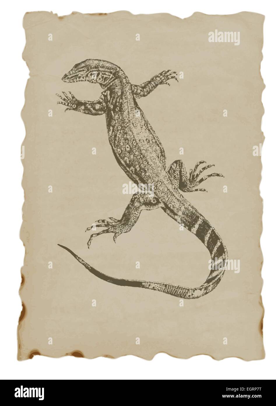 Lizard monitor Stock Vector Images - Alamy