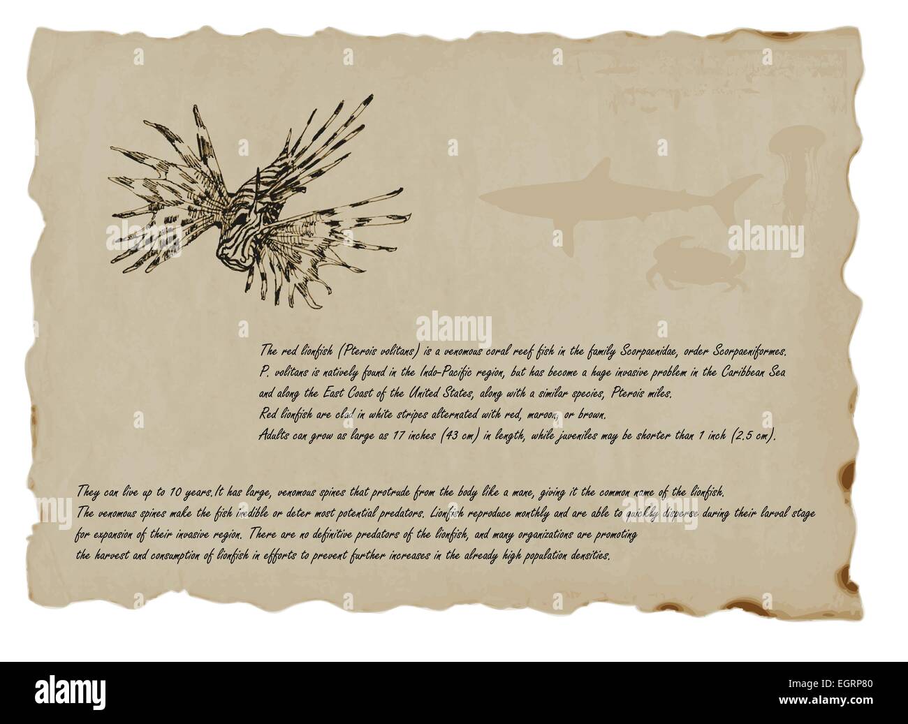 An hand drawn illustration - red lionfish Stock Vector Image & Art - Alamy