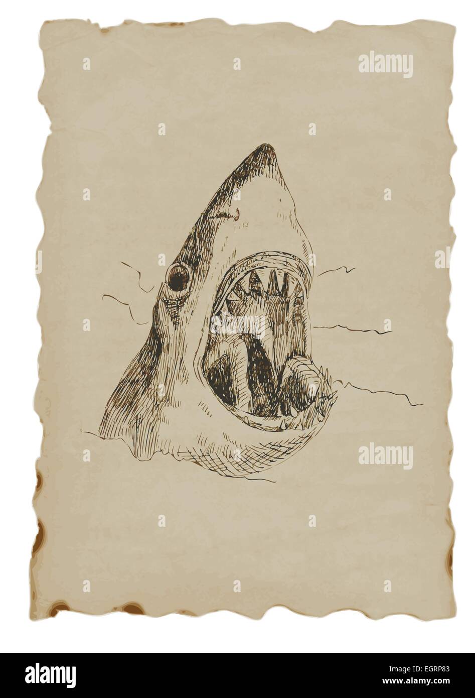 An hand drawn illustration - shark Stock Vector Image & Art - Alamy