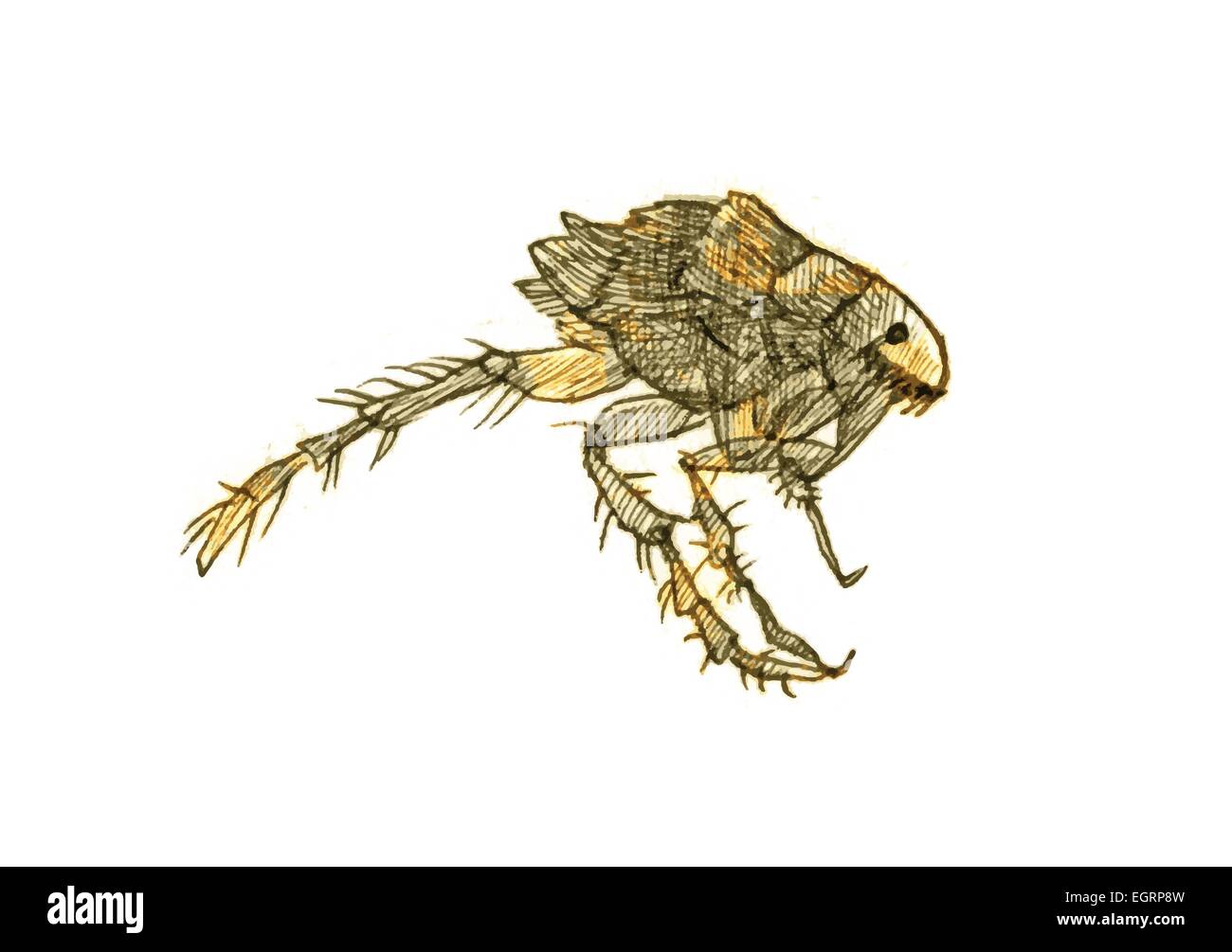 Flea Bites High Resolution Stock Photography and Images - Alamy