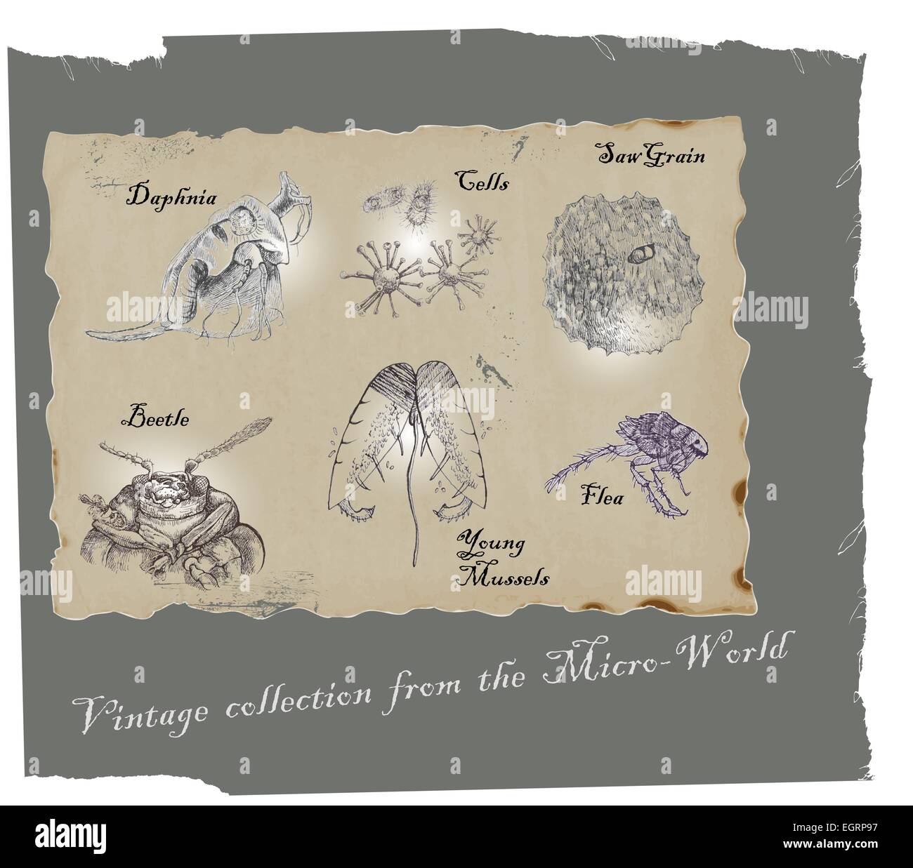 An hand drawn illustration - microorganisms collection Stock Vector ...