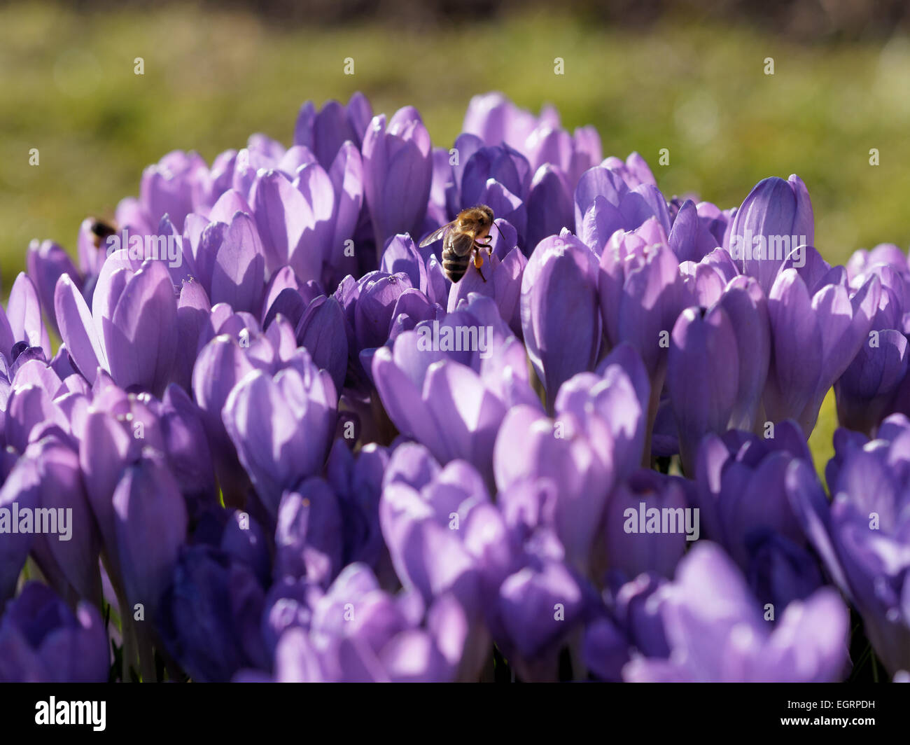 Tim flowers hi-res stock photography and images - Alamy
