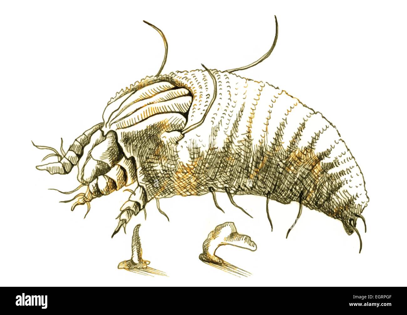 Mite Stock Vector Images - Alamy
